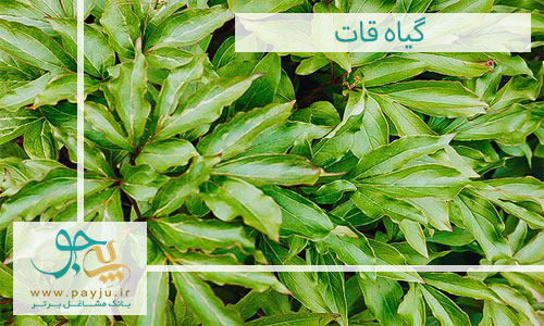 گیاه قات : خطرات و عوارض جانبی | پی جو
