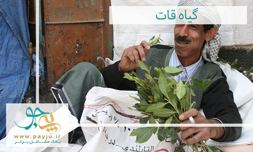 گیاه قات : خطرات و عوارض جانبی | پی جو