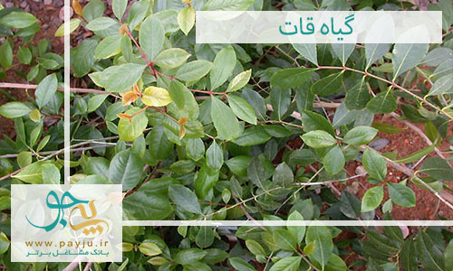 گیاه قات : خطرات و عوارض جانبی | پی جو