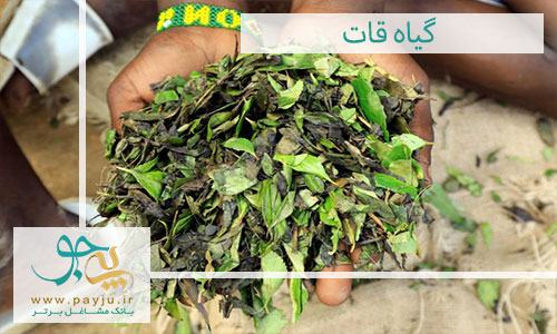 گیاه قات : خطرات و عوارض جانبی | پی جو